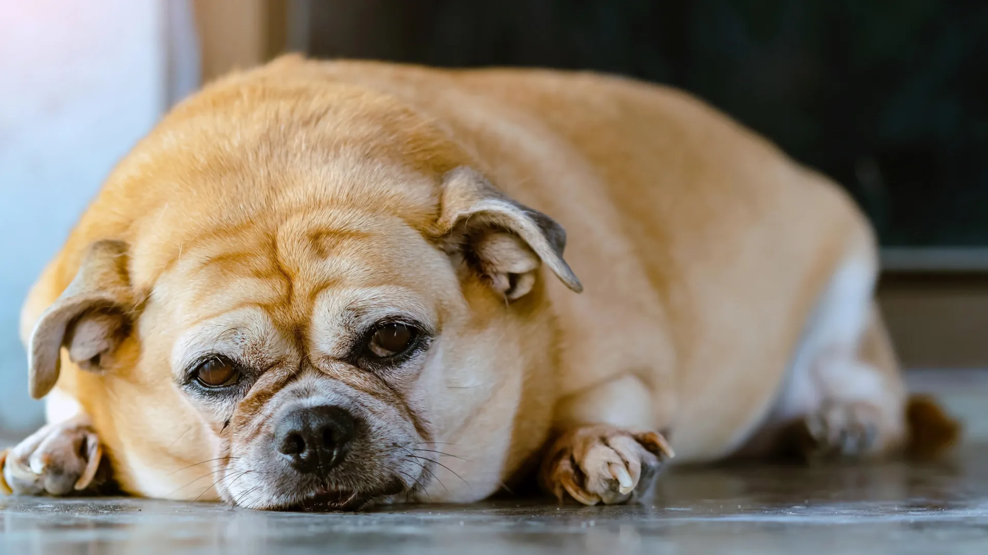 What's The Difference Between Zebras And Horses? - 300th