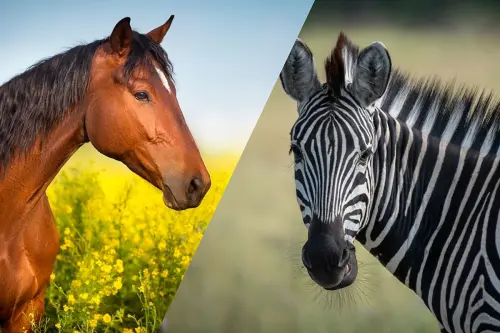 What's The Difference Between Zebras And Horses? - 300th